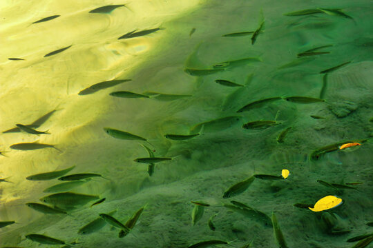River-Fish Images – Browse 58 Stock Photos, Vectors, and Video | Adobe ...
