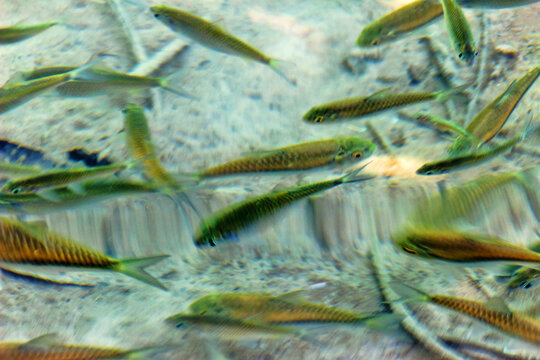 River-Fish Images – Browse 58 Stock Photos, Vectors, and Video | Adobe ...