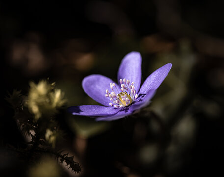 รูปภาพLeberblume – เลือกดูภาพถ่ายสต็อก เวกเตอร์ และวิดีโอ99 | Adobe Stock