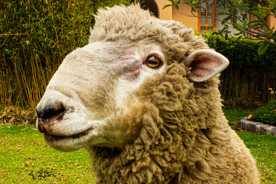 รูปภาพOveja – เลือกดูภาพถ่ายสต็อก เวกเตอร์ และวิดีโอ4,085 | Adobe Stock