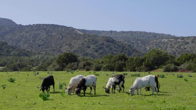 Akamas Bilder – Durchsuchen 2,958 Archivfotos, Vektorgrafiken und ...