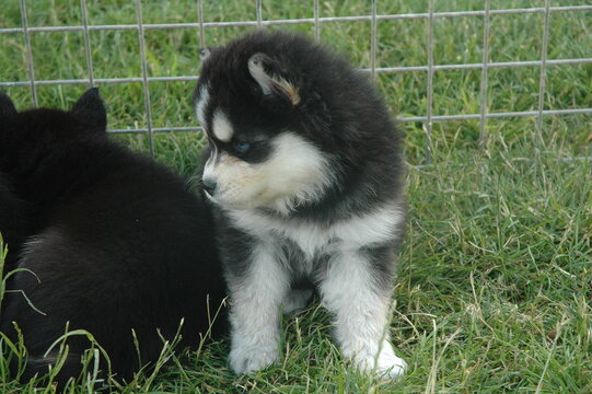 Pomsky bilder – Bläddra bland 813 stockfoton, vektorer och videor ...