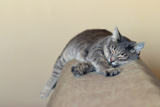 รูปภาพ"Lazy Cat" – เลือกดูภาพถ่ายสต็อก เวกเตอร์ และวิดีโอ1,121 | Adobe ...