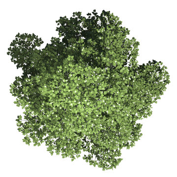 15,424 BEST Tree Plan View IMAGES, STOCK PHOTOS & VECTORS | Adobe Stock