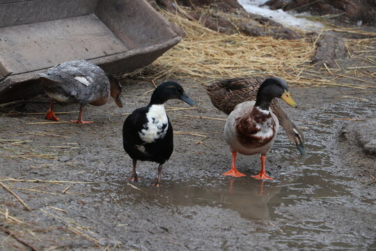 Obrázky "Domestic Ducks" – procházejte fotografie, vektory a videa ...