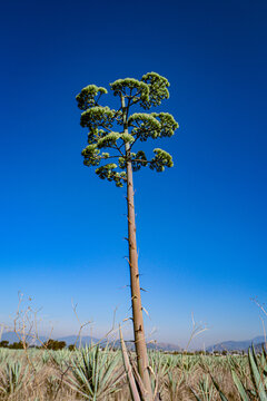 Imágenes de Quiote: descubre bancos de fotos, ilustraciones, vectores y ...