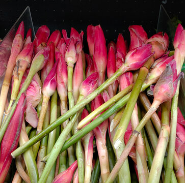 รูปภาพKantan – เลือกดูภาพถ่ายสต็อก เวกเตอร์ และวิดีโอ505 | Adobe Stock