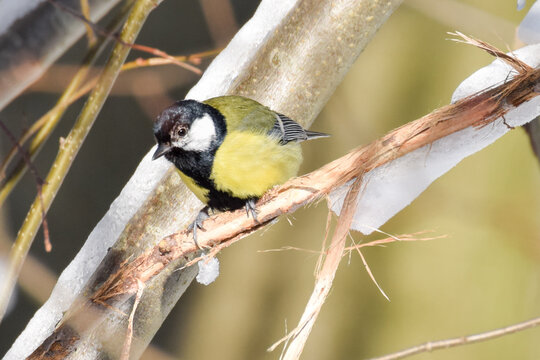 Titbird Images – Browse 43 Stock Photos, Vectors, and Video | Adobe Stock