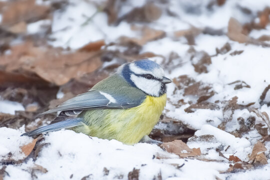 Titbird Images – Browse 35 Stock Photos, Vectors, and Video | Adobe Stock