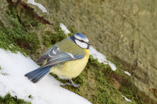Titbird Images – Browse 43 Stock Photos, Vectors, and Video | Adobe Stock