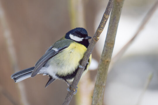 Titbird Images – Browse 35 Stock Photos, Vectors, and Video | Adobe Stock