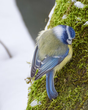 Titbird Images – Browse 43 Stock Photos, Vectors, and Video | Adobe Stock