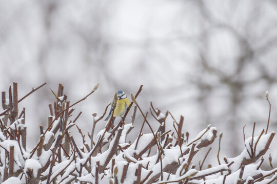 Titbird Images – Browse 35 Stock Photos, Vectors, and Video | Adobe Stock