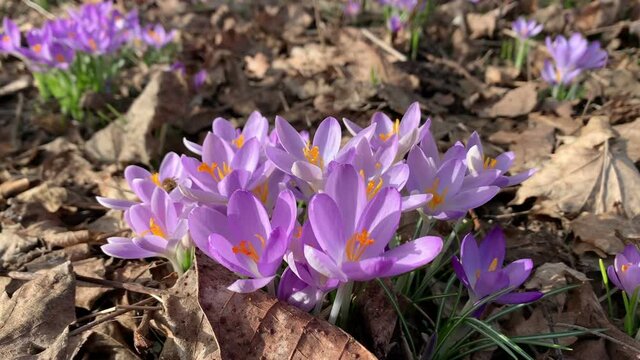 Crocus Video Footage – Browse 5,836 HD Stock Video and Footage | Adobe ...