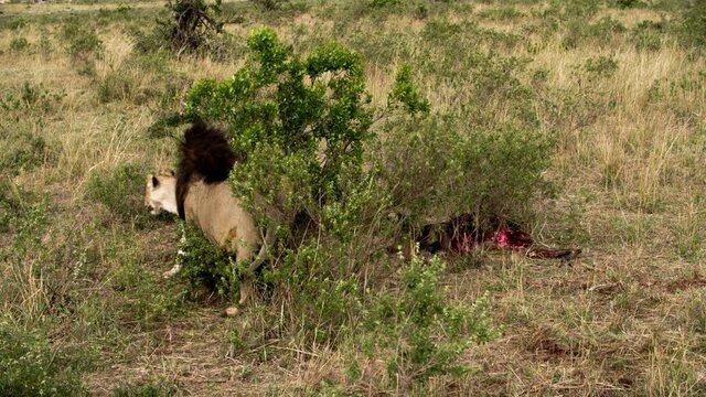 Tussling Images – Browse 10,863 Stock Photos, Vectors, and Video ...