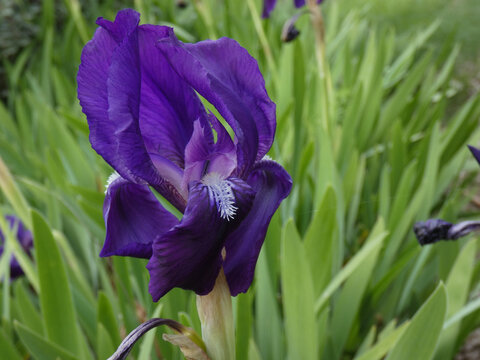 「Giaggiolo」の画像 - 131 件の Stock 写真、ベクターおよびビデオ | Adobe Stock