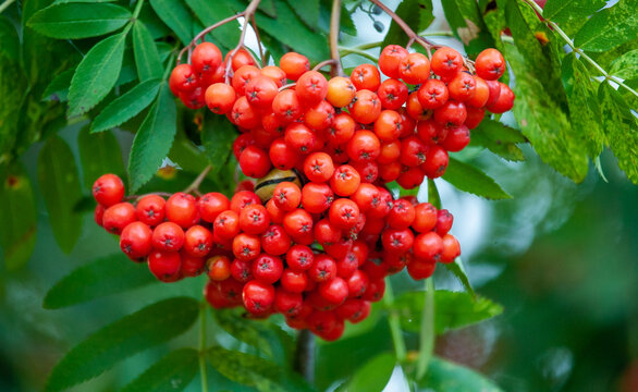 Rowan-Berry Images – Browse 3,435 Stock Photos, Vectors, and Video ...