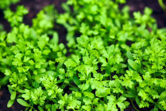 「Garden-Cress」の写真素材 | 8,595件の無料イラスト画像 | Adobe Stock