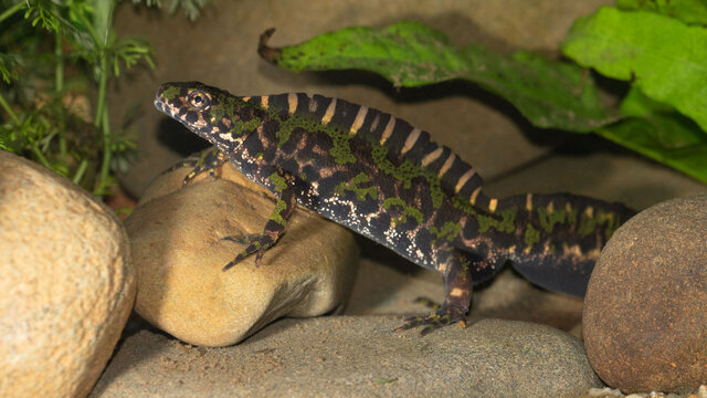 "Triturus Cristatus"-Bilder: Stock-Fotos & -Videos. | Adobe Stock