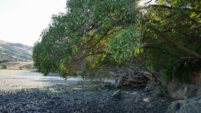 Cheflera Images – Browse 37 Stock Photos, Vectors, and Video | Adobe Stock