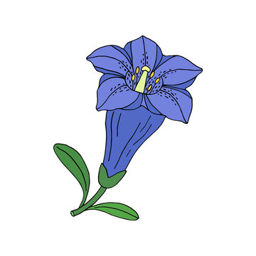 DIE 6,915 BESTEN BILDER, STOCK-FOTOS UND -VEKTORGRAFIKEN ZU „Enzian ...