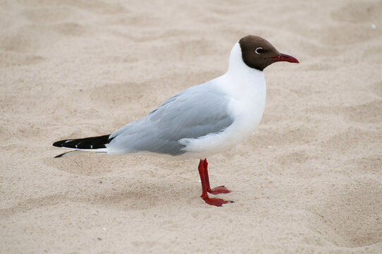 Mewa-Bilder: Stock-Fotos & -Videos. | Adobe Stock