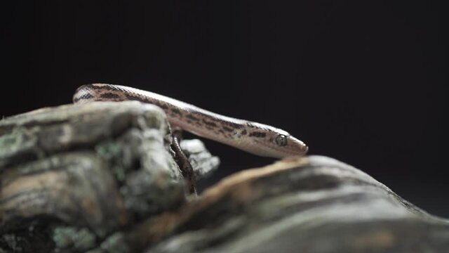 「Patternless」の写真素材 | 142件の無料イラスト画像 | Adobe Stock