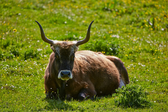 Auerrind Bilder – Durchsuchen 125 Archivfotos, Vektorgrafiken und ...