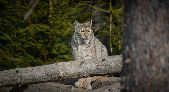 รูปภาพRys – เลือกดูภาพถ่ายสต็อก เวกเตอร์ และวิดีโอ171 | Adobe Stock