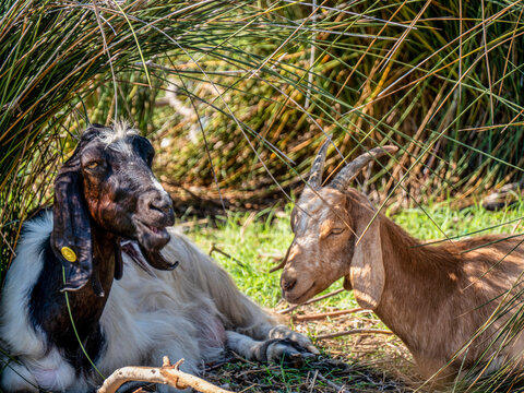 Simpatica Images – Browse 1,757 Stock Photos, Vectors, and Video ...