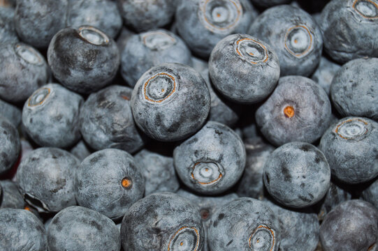 Myrtille Bilder – Durchsuchen 2,581 Archivfotos, Vektorgrafiken und ...