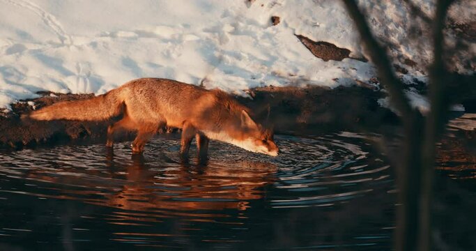 "Fox Hunt" Images – Browse 1,649 Stock Photos, Vectors, and Video ...