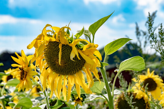 Kima Bilder – Durchsuchen 72 Archivfotos, Vektorgrafiken und Videos ...