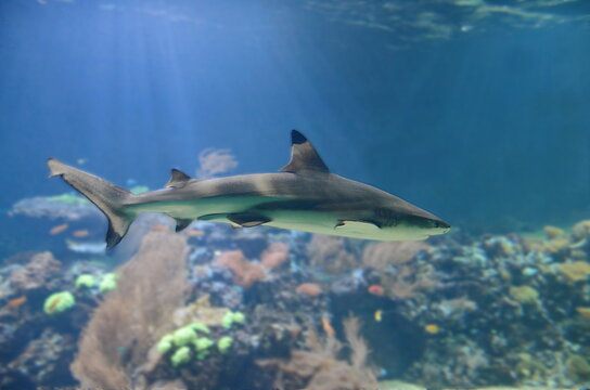 Haifisch 이미지 – 찾아보기 714 스톡 사진, 벡터 및 비디오 | Adobe Stock