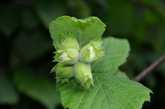 Haselnussblatt Bilder – Durchsuchen 1,305 Archivfotos, Vektorgrafiken ...