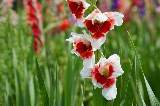 Gladiolen bilder – Bläddra bland 672 stockfoton, vektorer och videor ...