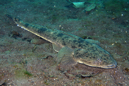 「マゴチ」の写真素材 | 5,286件の無料イラスト画像 | Adobe Stock