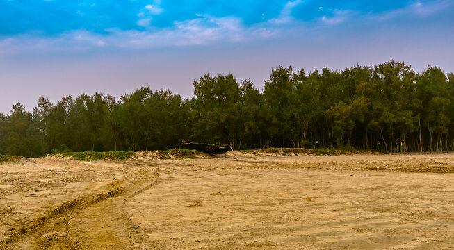 Beefwood Bilder – Durchsuchen 145 Archivfotos, Vektorgrafiken und ...