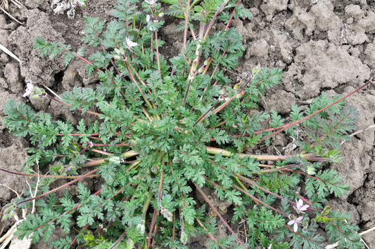 รูปภาพPinwing – เลือกดูภาพถ่ายสต็อก เวกเตอร์ และวิดีโอ246 | Adobe Stock