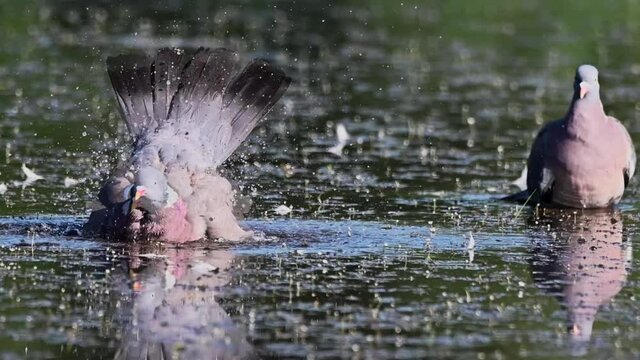 "Wood Pigeon" Images – Browse 9,024 Stock Photos, Vectors, and Video ...