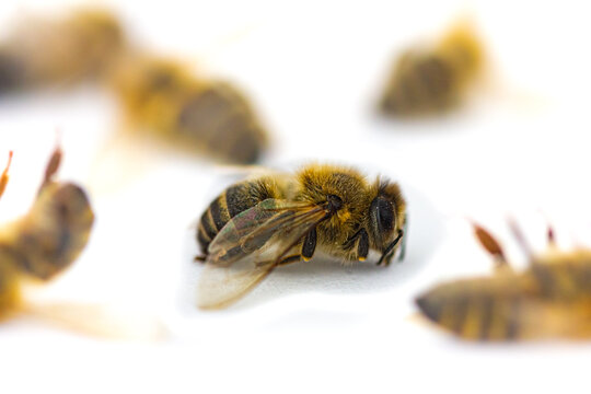 Milbenbefall bilder – Bläddra bland 139 stockfoton, vektorer och videor ...