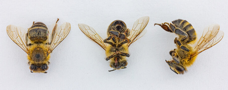 Milbenbefall bilder – Bläddra bland 139 stockfoton, vektorer och videor ...