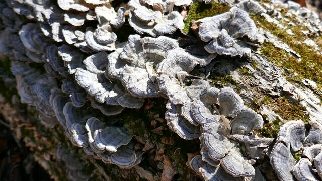 "Shelf Fungi" Images – Browse 10,230 Stock Photos, Vectors, and Video ...