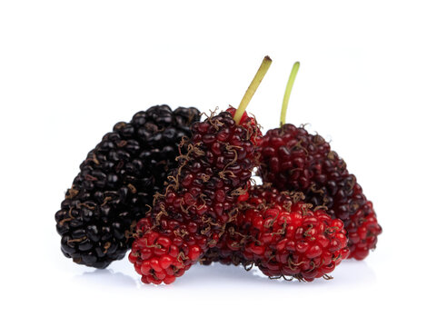 รูปภาพMalberry – เลือกดูภาพถ่ายสต็อก เวกเตอร์ และวิดีโอ156 | Adobe Stock