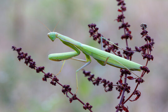 รูปภาพMante – เลือกดูภาพถ่ายสต็อก เวกเตอร์ และวิดีโอ1,169 | Adobe Stock