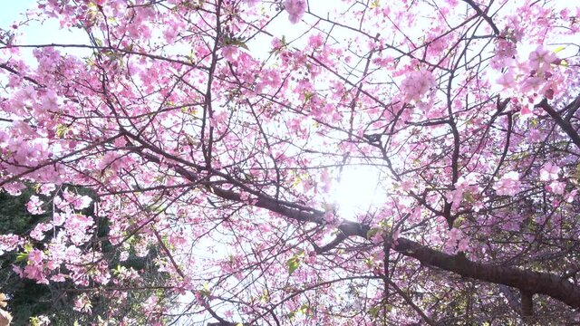 Kawazu-Zakura Images – Browse 504 Stock Photos, Vectors, and Video ...