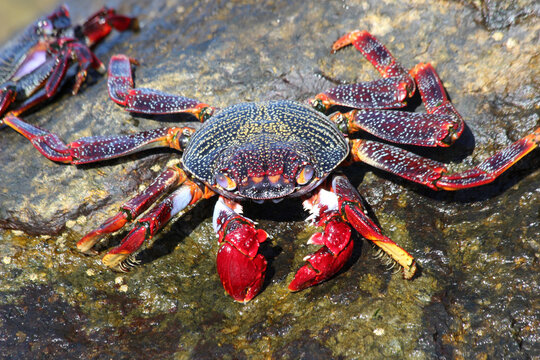 รูปภาพKrebstier – เลือกดูภาพถ่ายสต็อก เวกเตอร์ และวิดีโอ2,869 | Adobe Stock