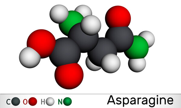 Asparagin Bilder – Durchsuchen 1,465 Archivfotos, Vektorgrafiken und ...