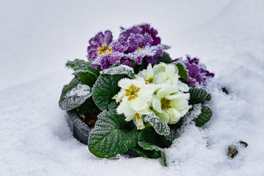 Imágenes de Winterblumen: descubre bancos de fotos, ilustraciones ...