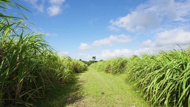 Cane Field Images – Browse 44,397 Stock Photos, Vectors, and Video ...